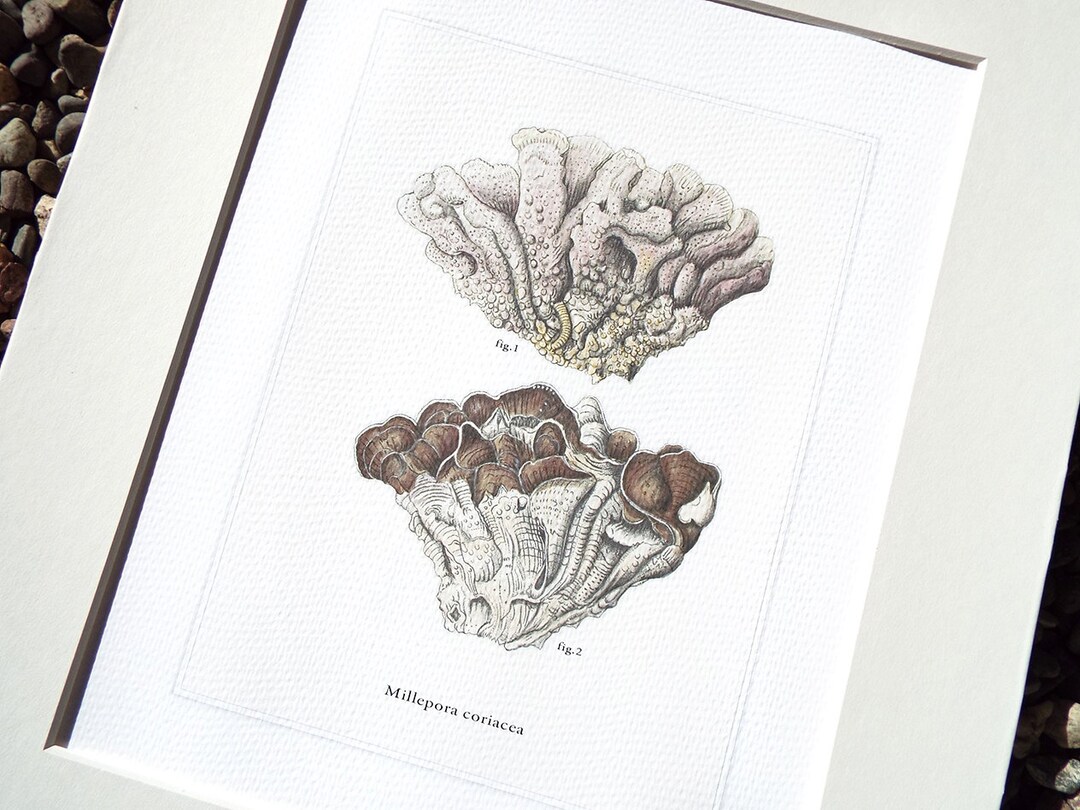 Neutral Sea Coral Print 9 Naturalist Collection on Watercolor Paper - Etsy