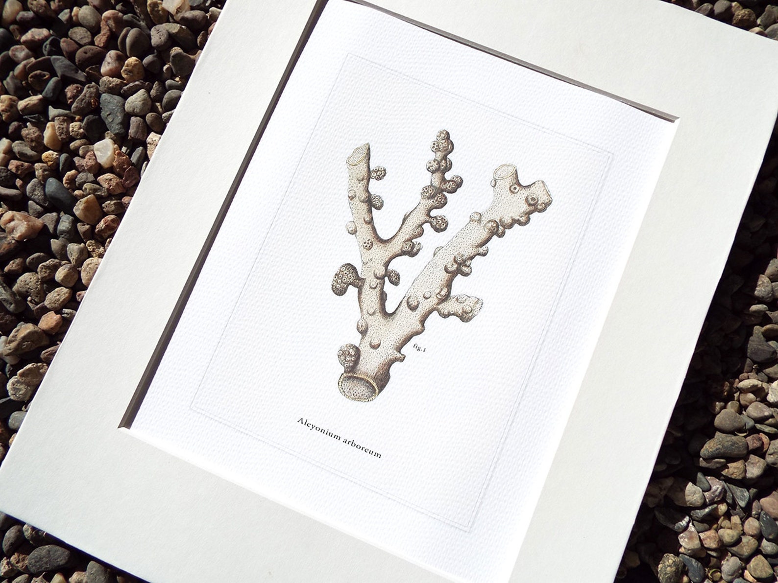 Neutral Sea Coral Print 4 Naturalist Collection on Watercolor Paper - Etsy