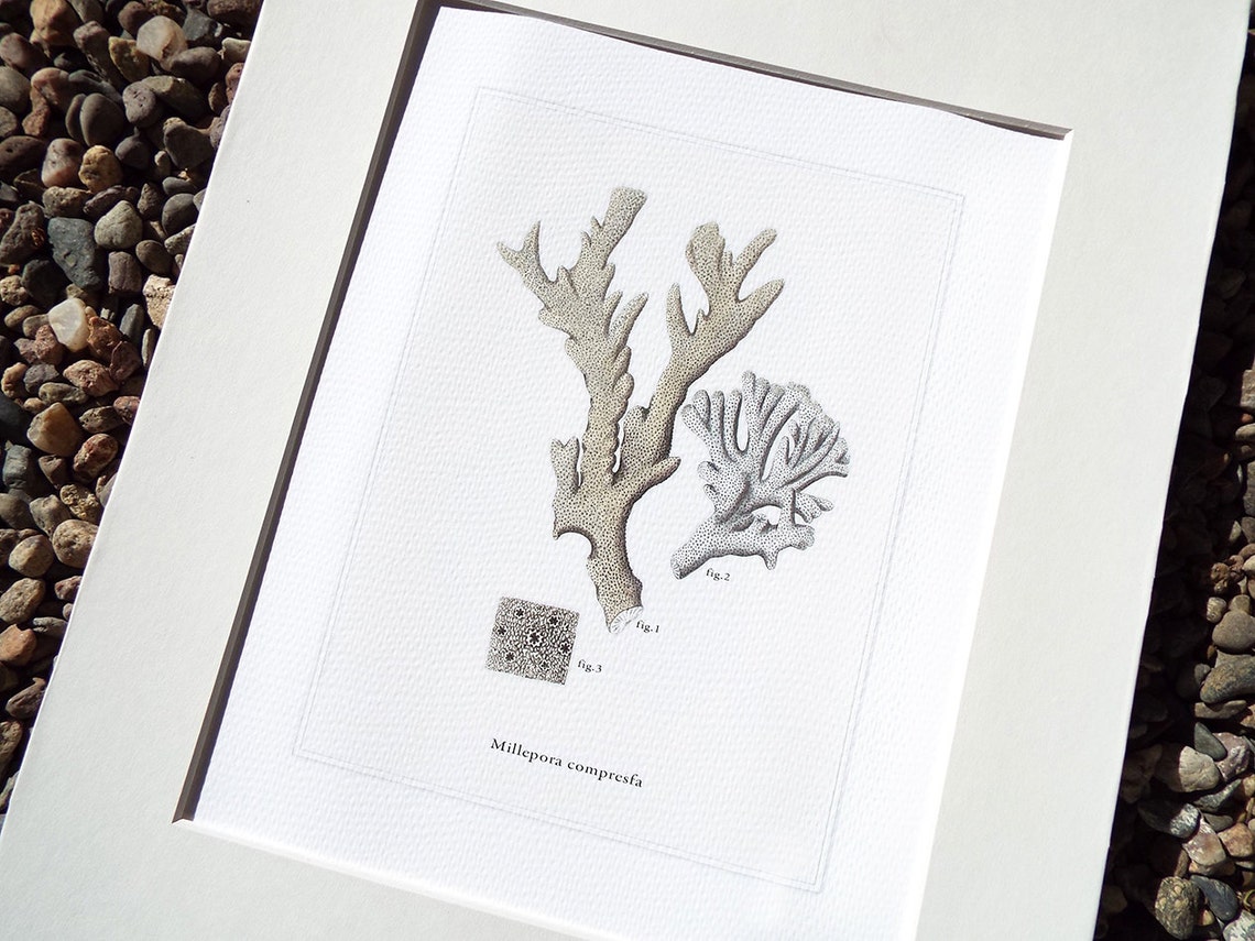 Neutral Sea Coral Print 10 Naturalist Collection on Watercolor - Etsy