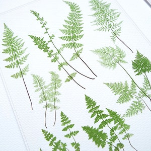 Botanical Fern Print 3 on Watercolor Archival Paper - Etsy