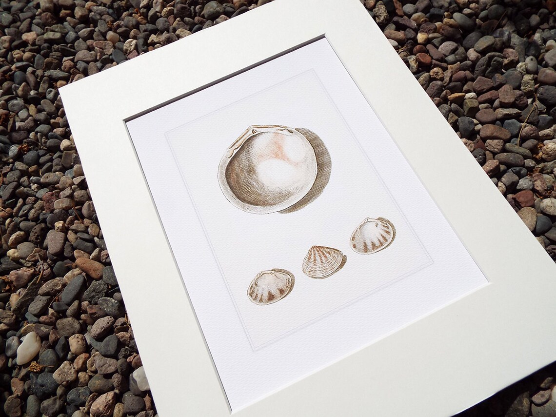 Dusty Pink & White Sea Shell Study 5 Archival Print on - Etsy