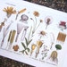 Botanical Educational Chart of Dandelion and Chamomile Archival Print ...