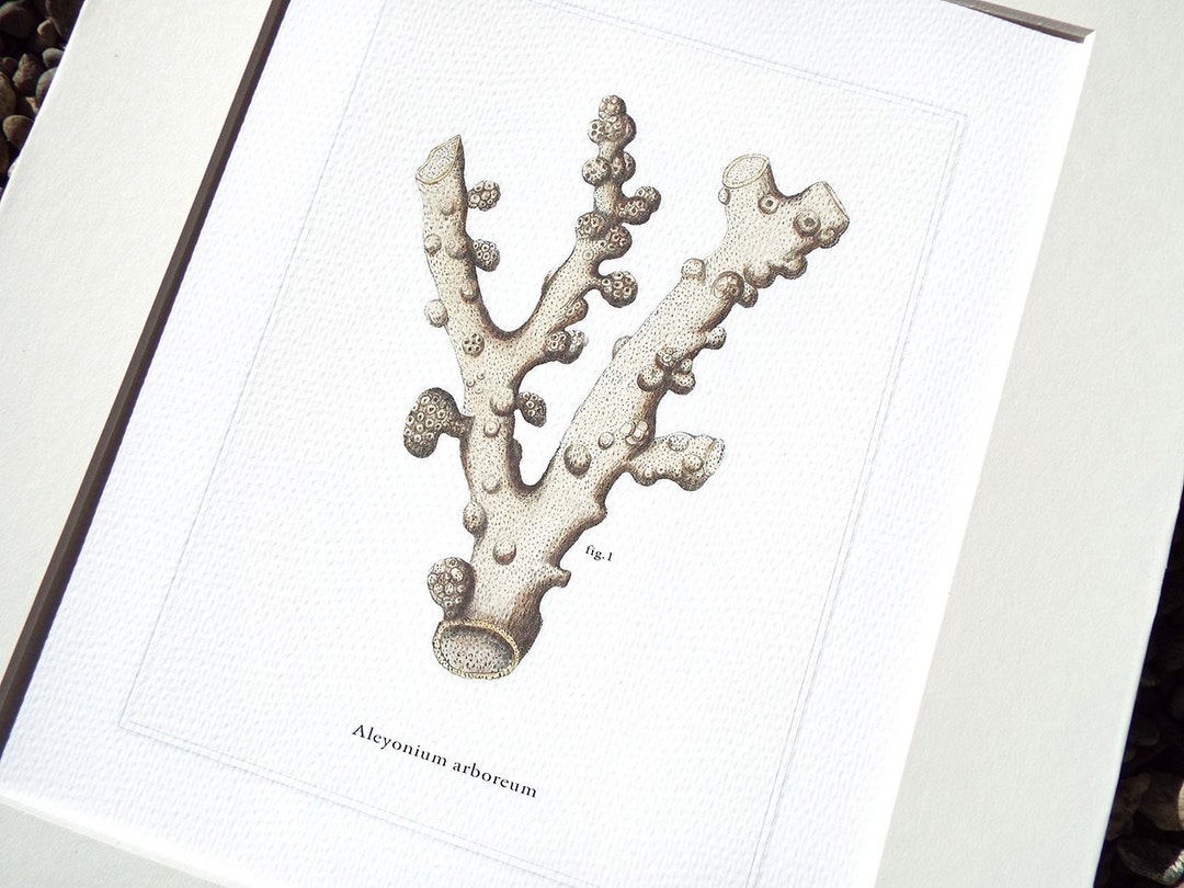 Neutral Sea Coral Print 4 Naturalist Collection on Watercolor Paper - Etsy