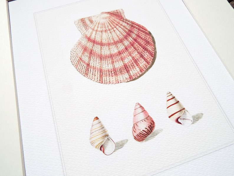 Dusty Pink & White Scallop and Sea Shell Study 10 Archival | Etsy