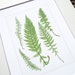 Botanical Fern Print 10 on Watercolor Archival Paper - Etsy