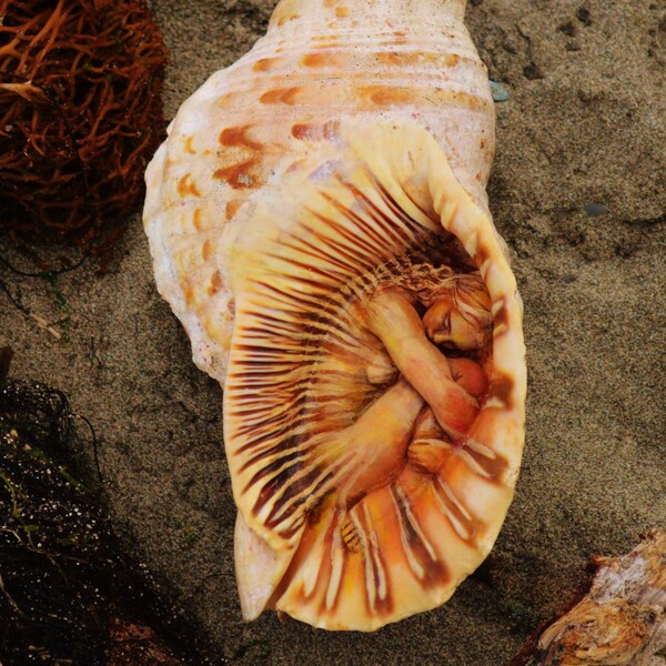 Debra Bernier - Etsy