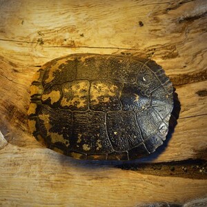 Turtle Goddess, Animal Totem Altar Sculpture, by Debra Bernier Shaping ...