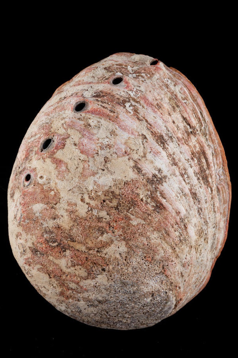 Abalone Moon Shell Mother of Pearl Elder Woman by Debra - Etsy