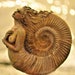Art Card 5 Pack, Ammonite Woman, by Debra Bernier, Shaping Spirit - Etsy