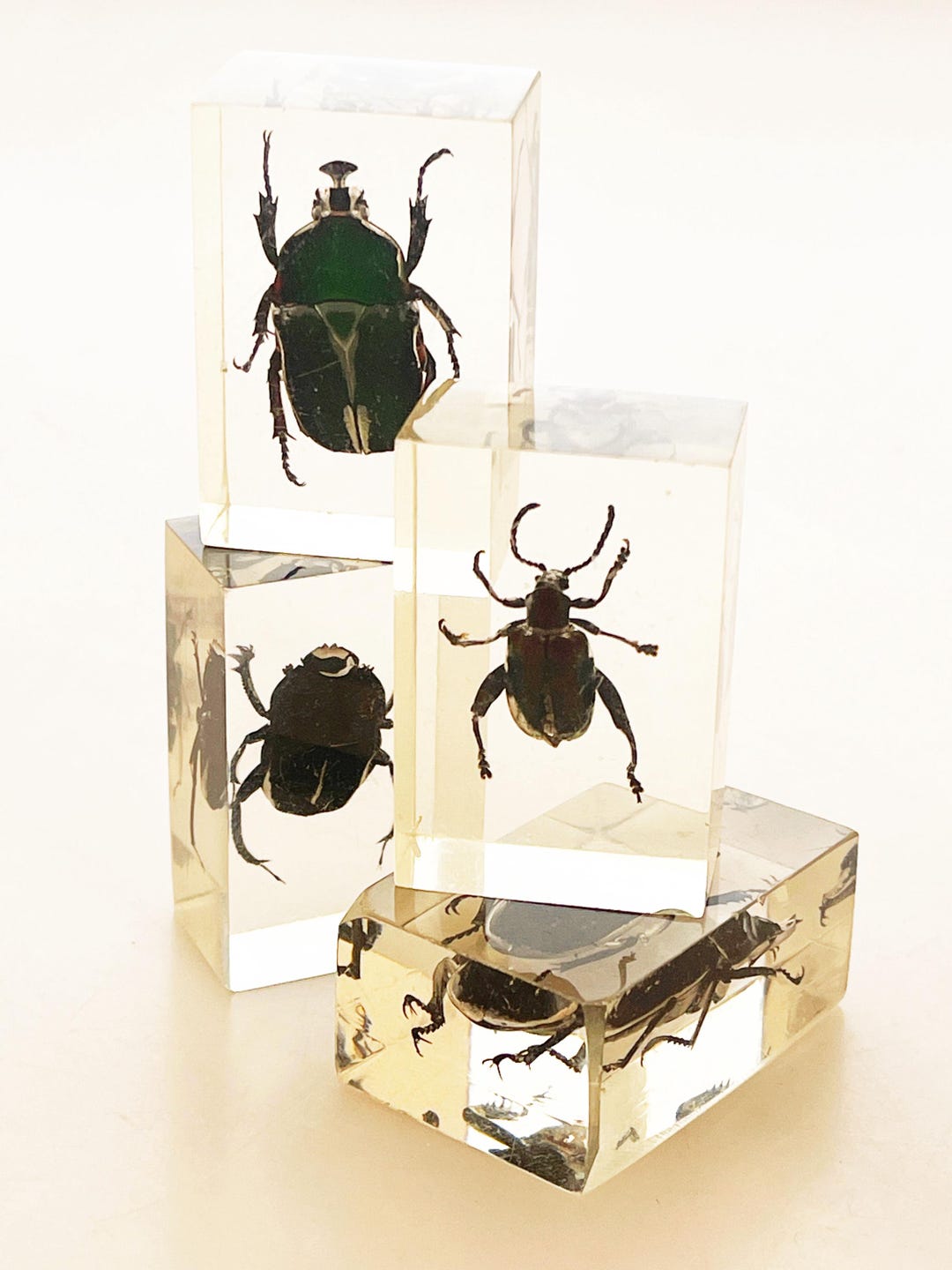 Beetles in Acrylic - Set of Four Taxidermy Beetles in Clear Plastic ...