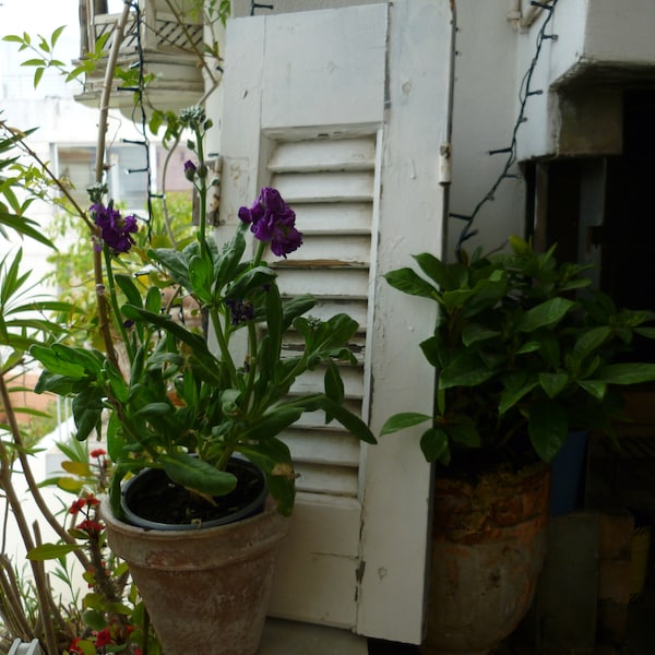 Salvaged Shutters - Etsy