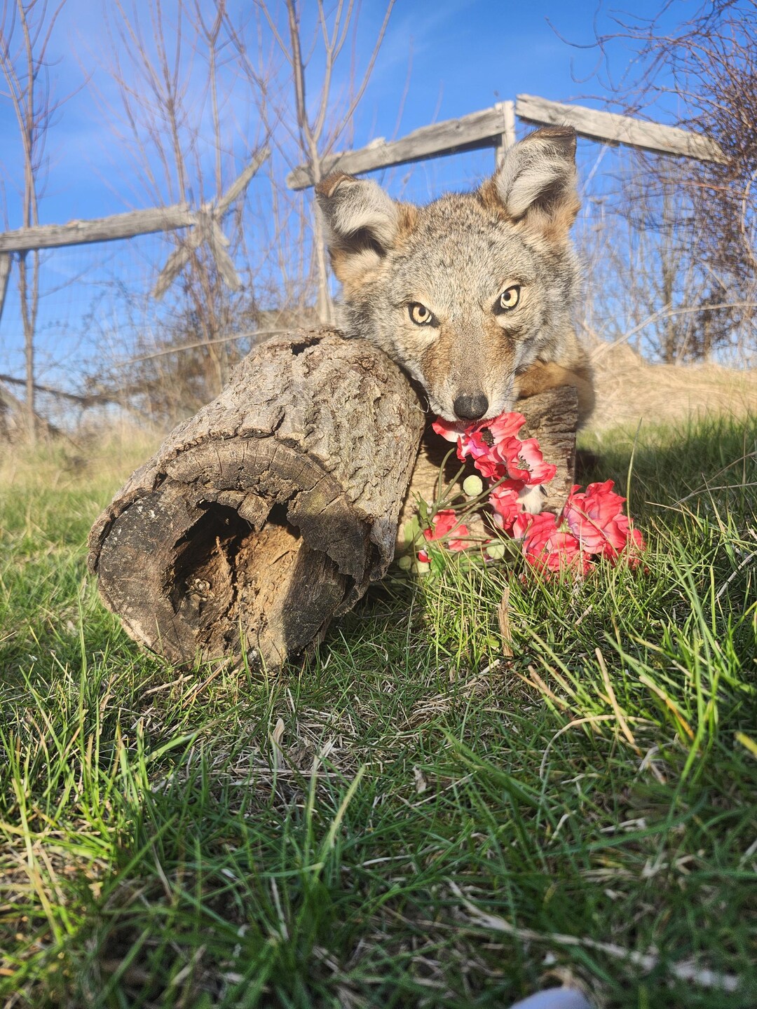 Soft Mount Taxidermy Coyote. Non-posable. - Etsy