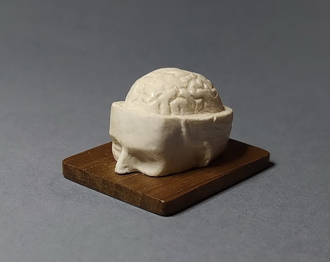 BRAIN ON PLATE . Antique Anatomical Plaster Model Reproduction. Medical ...