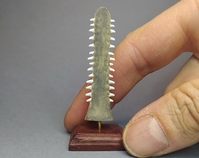 SAWFISH SWORD. Taxidermy Natural History Specimen. Wunderkammer ...