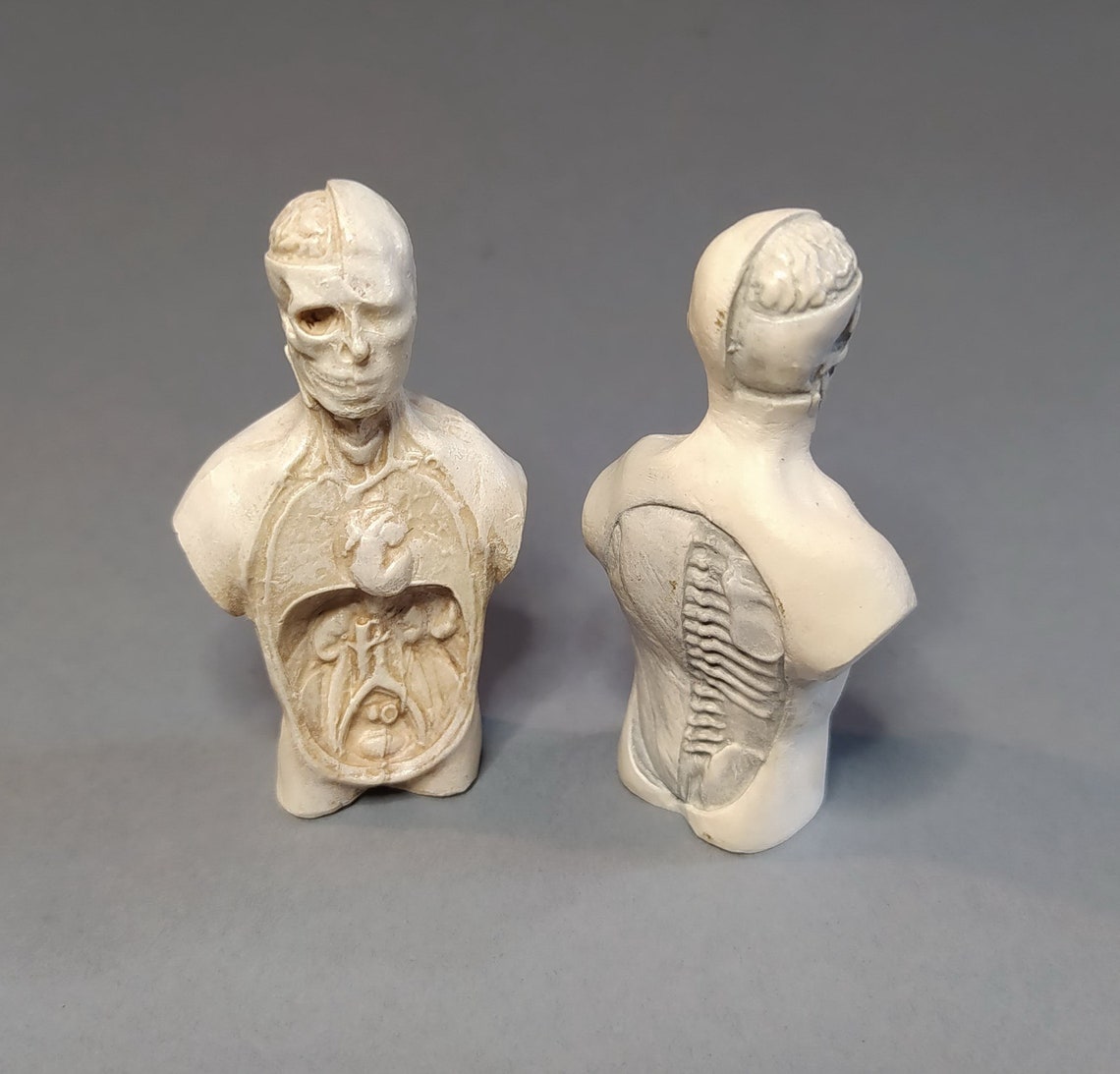 HUMAN ANATOMY MODEL. Medical Study Miniature for Dollhouses | Etsy