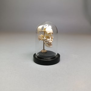 EXPLODED SKULL Beauchene Inspired Anatomical Model Miniature for ...