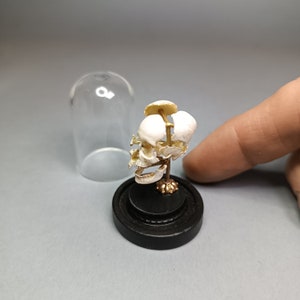 EXPLODED SKULL Beauchene Inspired Anatomical Model Miniature for ...