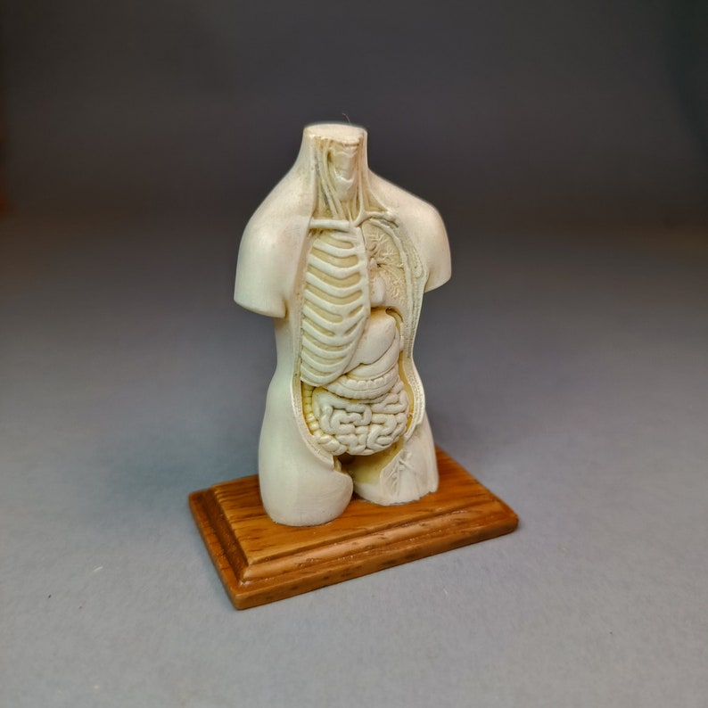 TORSO ANATOMY MODEL. Medical Study Miniature for Dollhouses 1/12 Scale ...