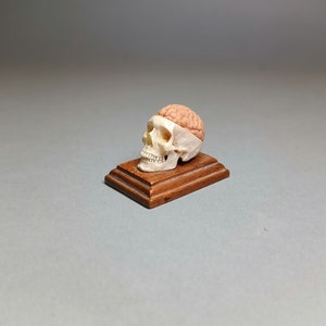 SKULL on a Plate With Detachable Brain Miniature . Antique Anatomical ...