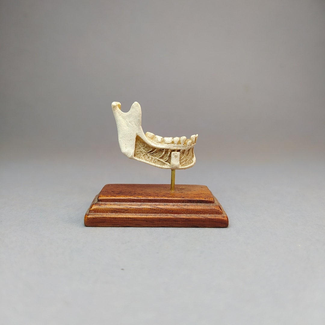 Half Lower Jaw Anatomy Model. Medical Prop Miniature for Dollhouses 1: ...