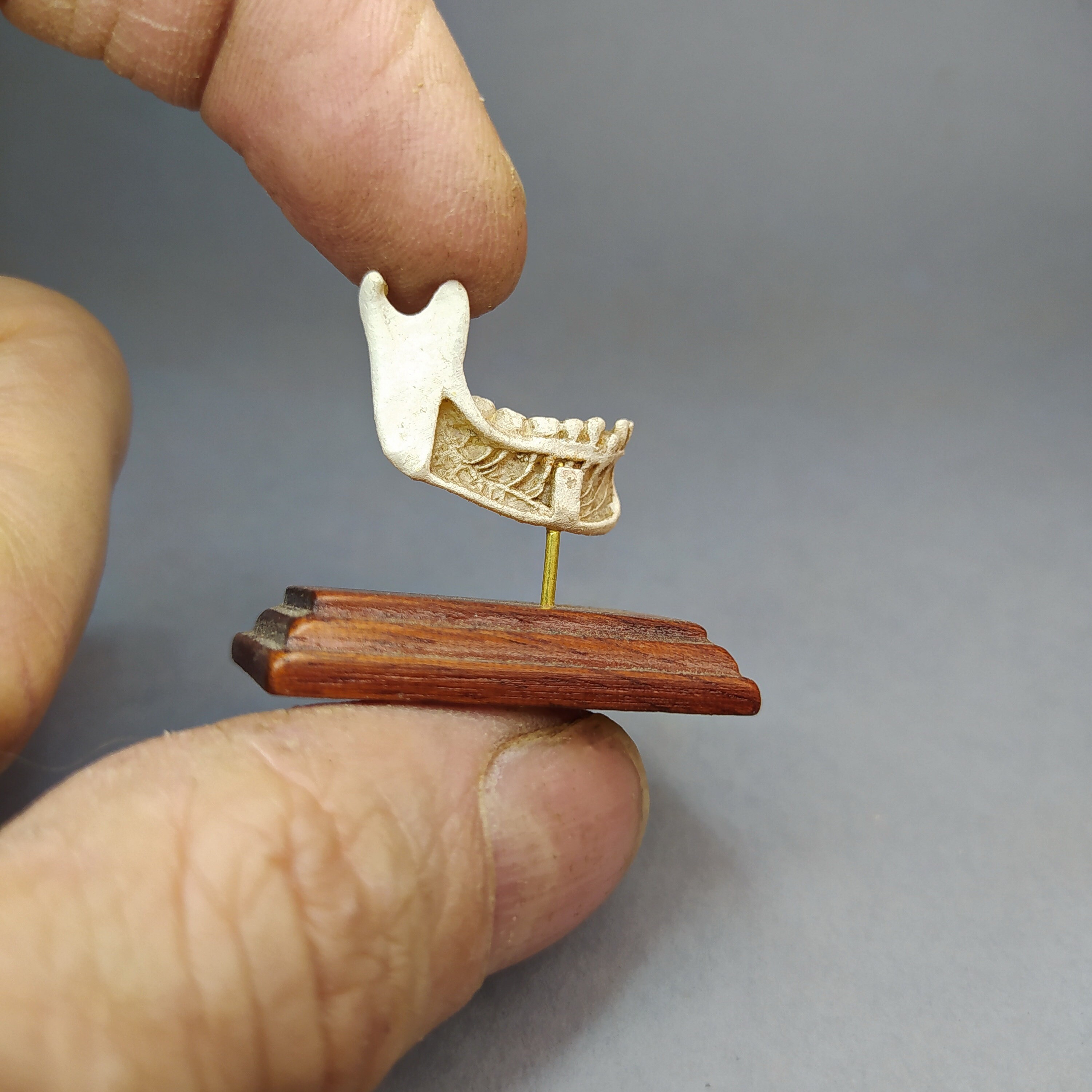 Half Lower Jaw Anatomy Model. Medical Prop Miniature for Dollhouses 1: ...