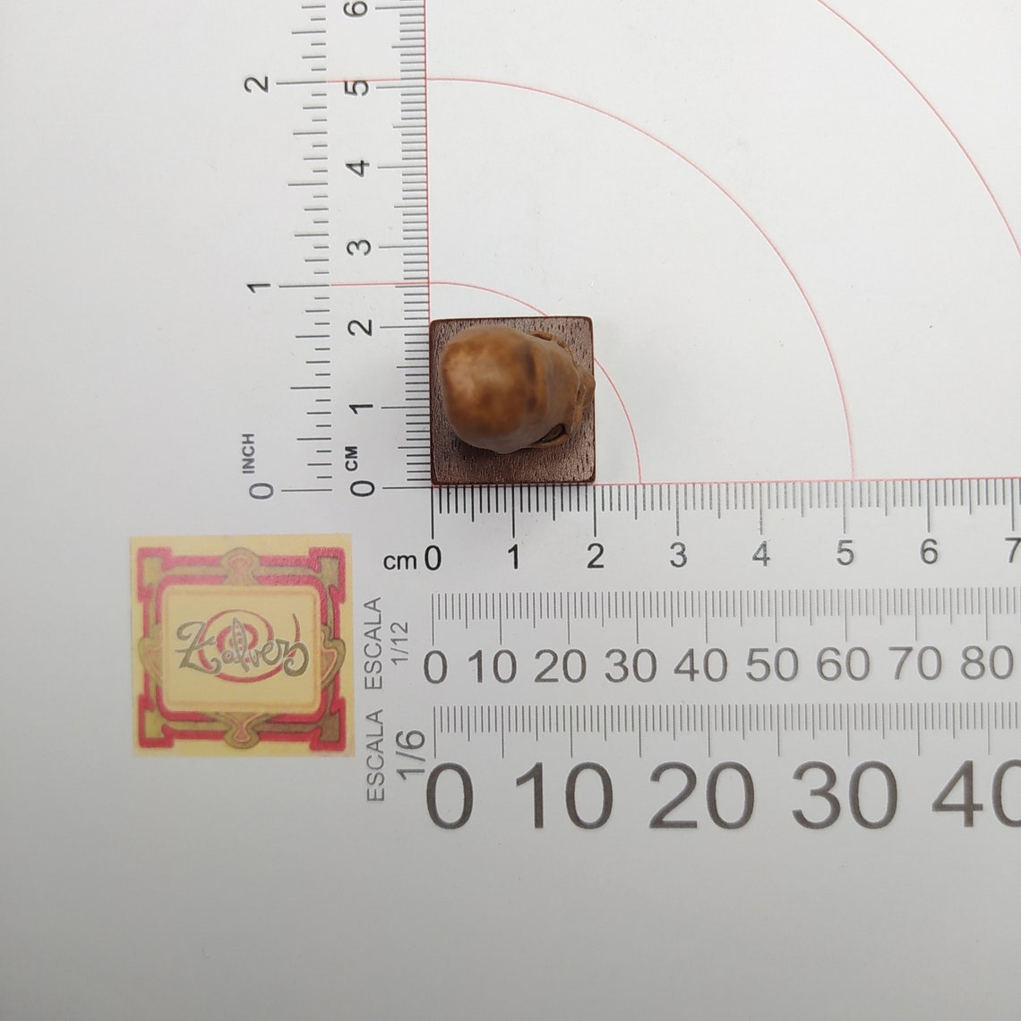PARACAS ELONGATED SKULL Miniature. Cranial Deformation From Peru for ...