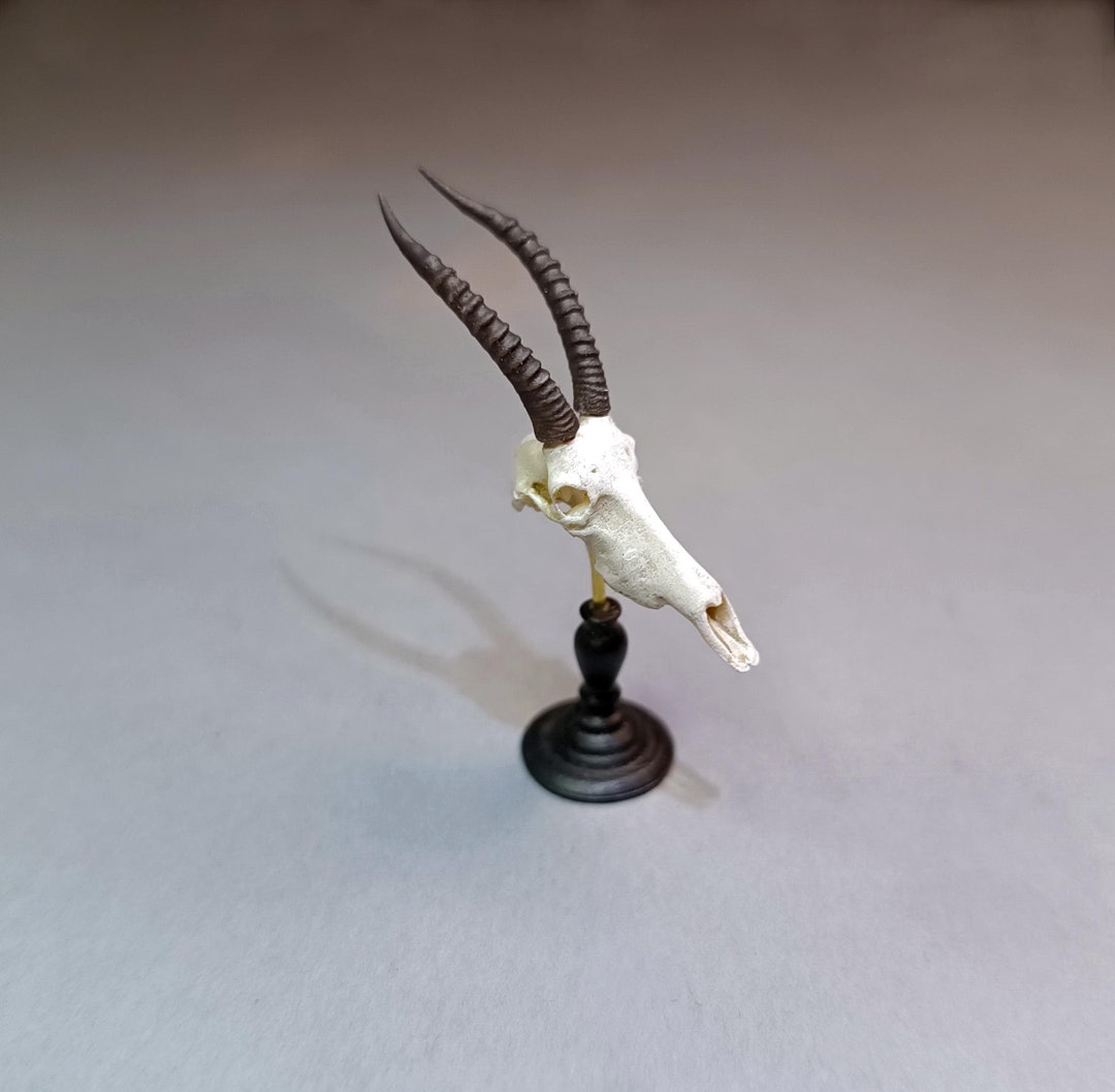 TOPI ANTELOPE DAMALISCUS Miniature Taxidermy Natural History Specimen ...