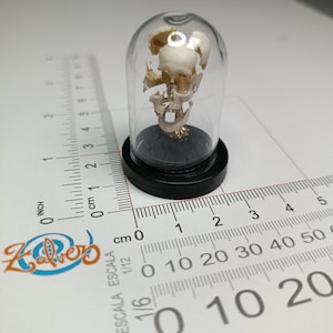EXPLODED SKULL Beauchene Inspired Anatomical Model Miniature for ...