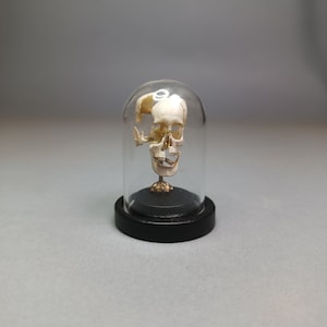 EXPLODED SKULL Beauchene Inspired Anatomical Model Miniature for ...