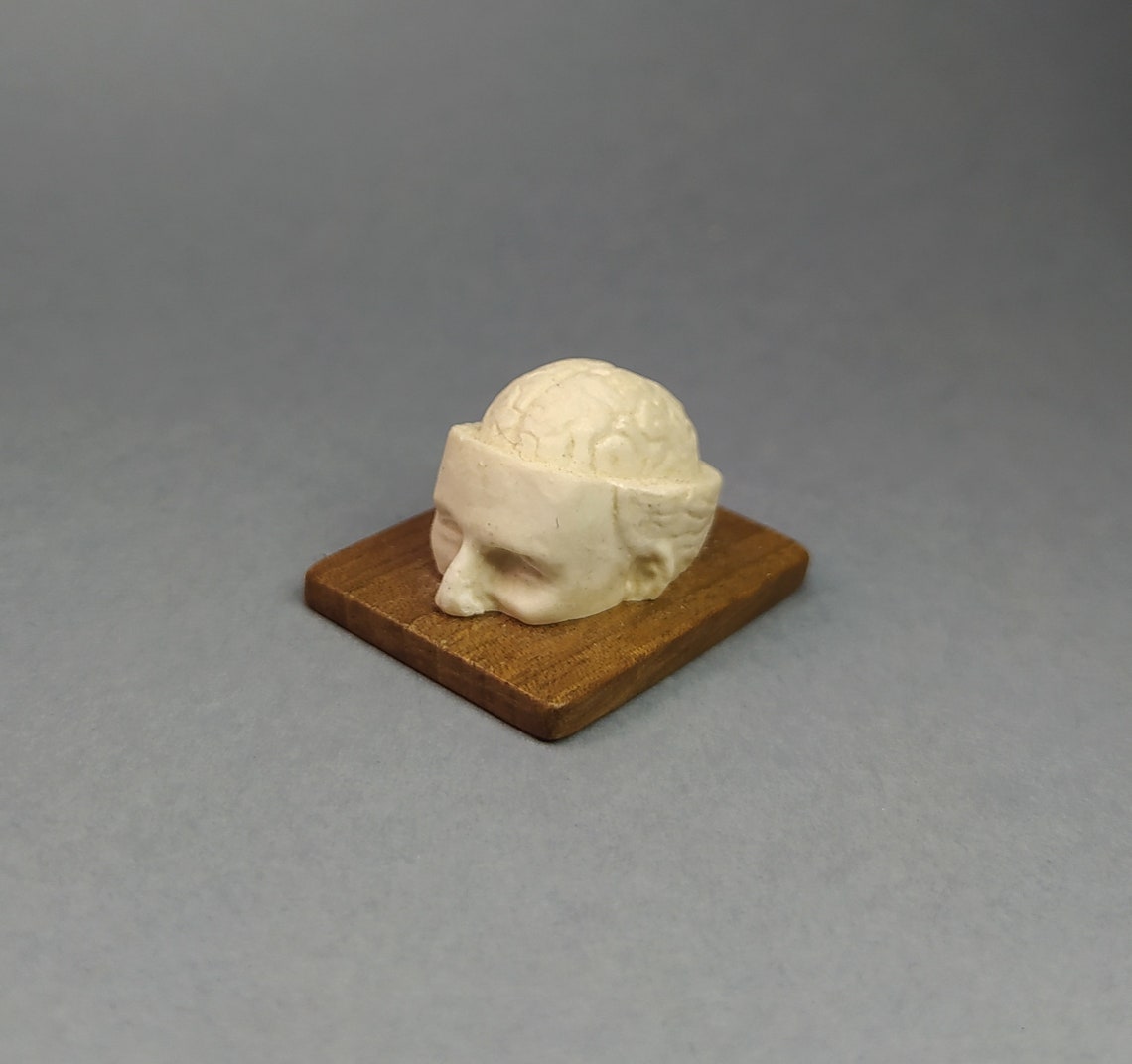 BRAIN ON PLATE . Antique Anatomical Plaster Model - Etsy