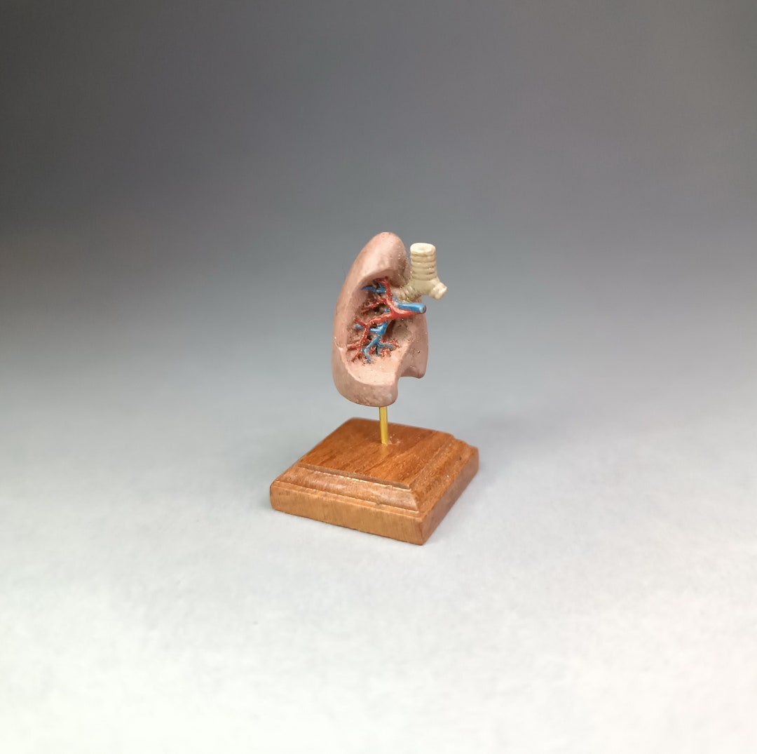 HUMAN Respiratory System V2 . Antique Anatomical Model Reproduction ...