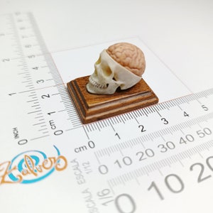 SKULL on a Plate With Detachable Brain Miniature . Antique Anatomical ...