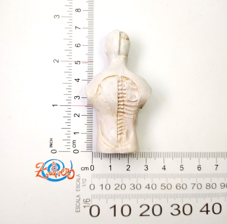 HUMAN ANATOMY MODEL. Medical Study Miniature for Dollhouses 1/12 Scale ...