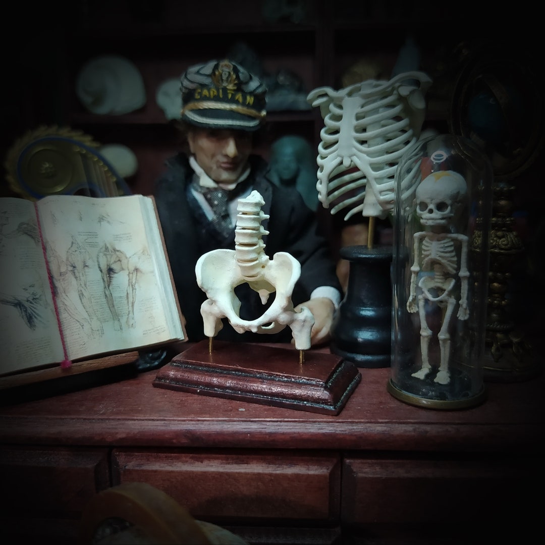 PELVIS. Anatomical Model Miniature for Dollhouses 1:12 Scale by D ...