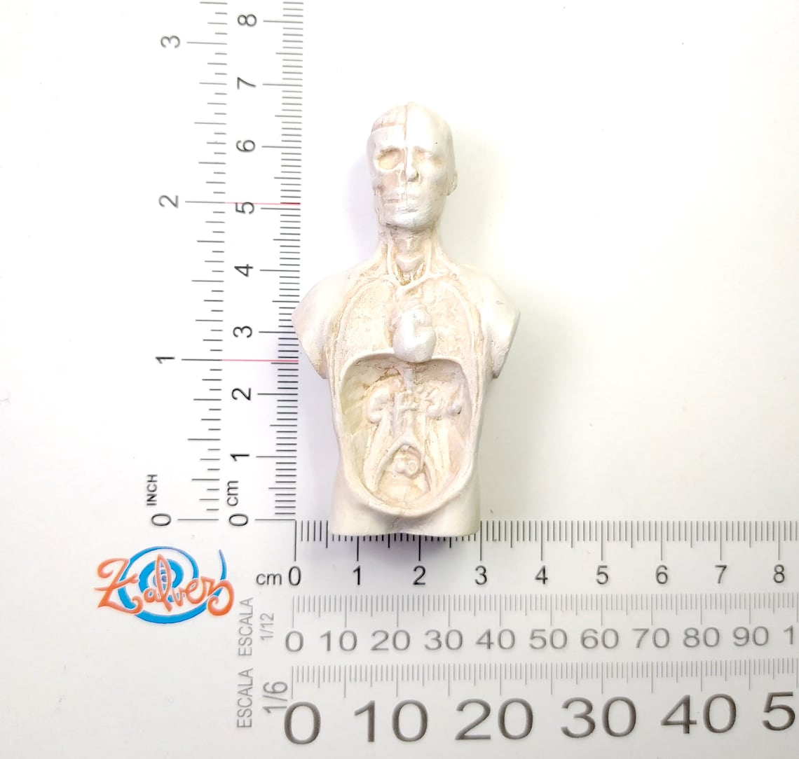 HUMAN ANATOMY MODEL. Medical Study Miniature for Dollhouses 1/12 Scale ...