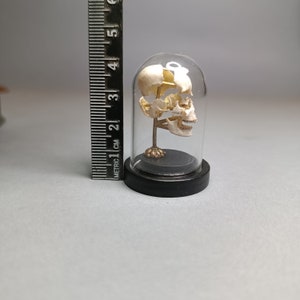 EXPLODED SKULL Beauchene Inspired Anatomical Model Miniature for ...