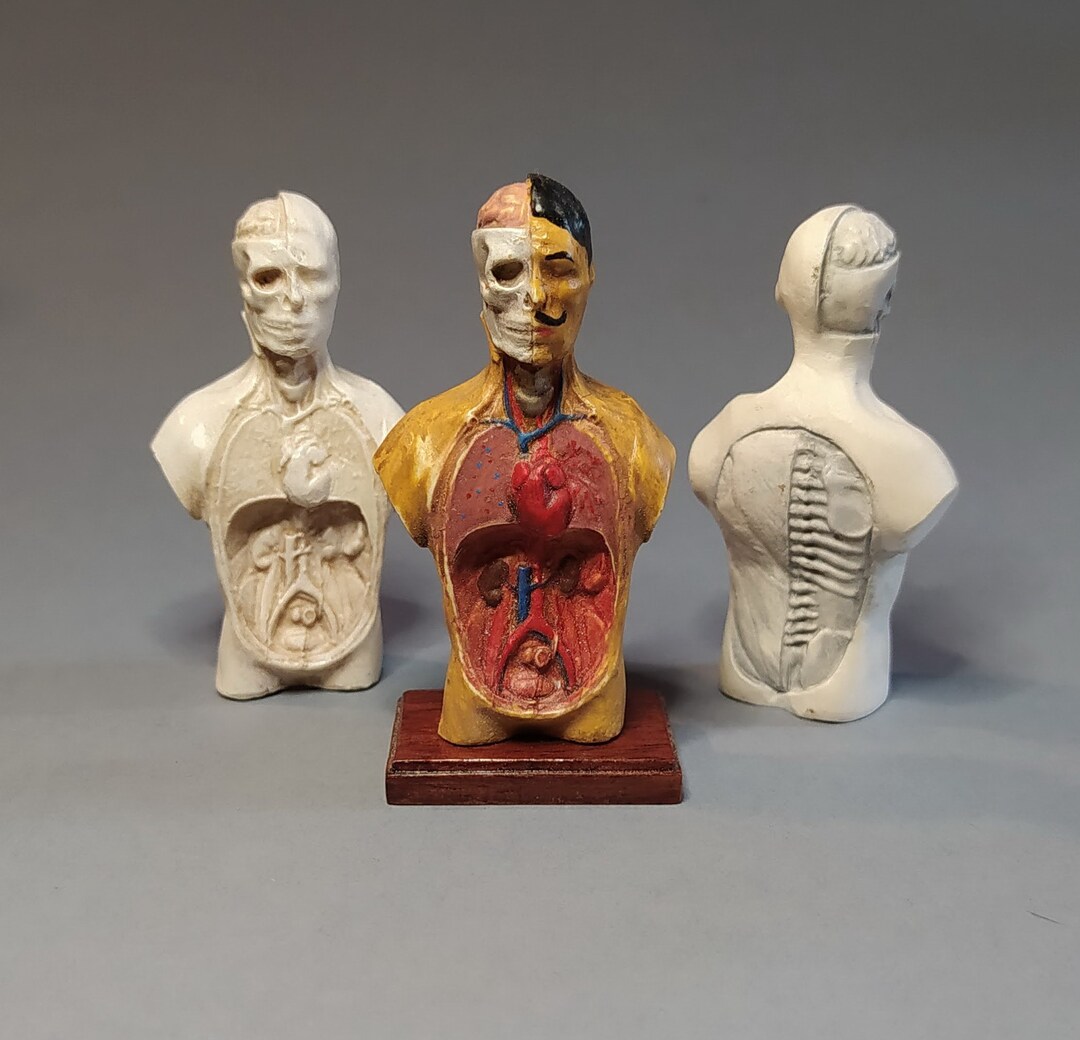 HUMAN ANATOMY MODEL. Medical Study Miniature for Dollhouses 1/12 Scale ...