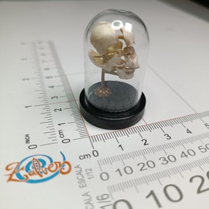 EXPLODED SKULL Beauchene Inspired Anatomical Model Miniature for ...