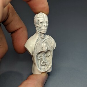 HUMAN ANATOMY MODEL. Medical study miniature for dollhouses | Etsy