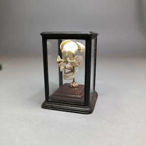 EXPLODED SKULL Beauchene Inspired Anatomical Model Miniature for ...