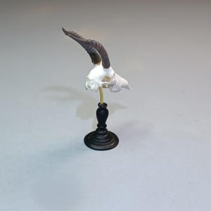 TOPI ANTELOPE DAMALISCUS Miniature Taxidermy Natural History Specimen ...