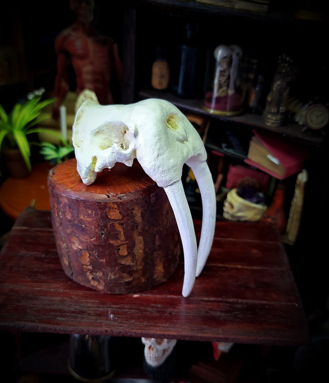 WALRUS SKULL MINIATURE. Taxidermy Natural History Specimen. Hunting ...