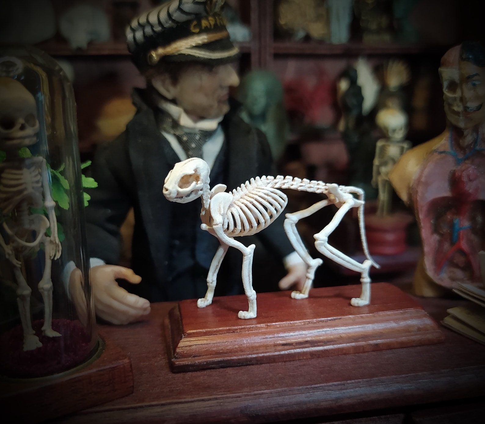 CAT SKELETON MINIATURE. Taxidermy Natural History Specimen. - Etsy