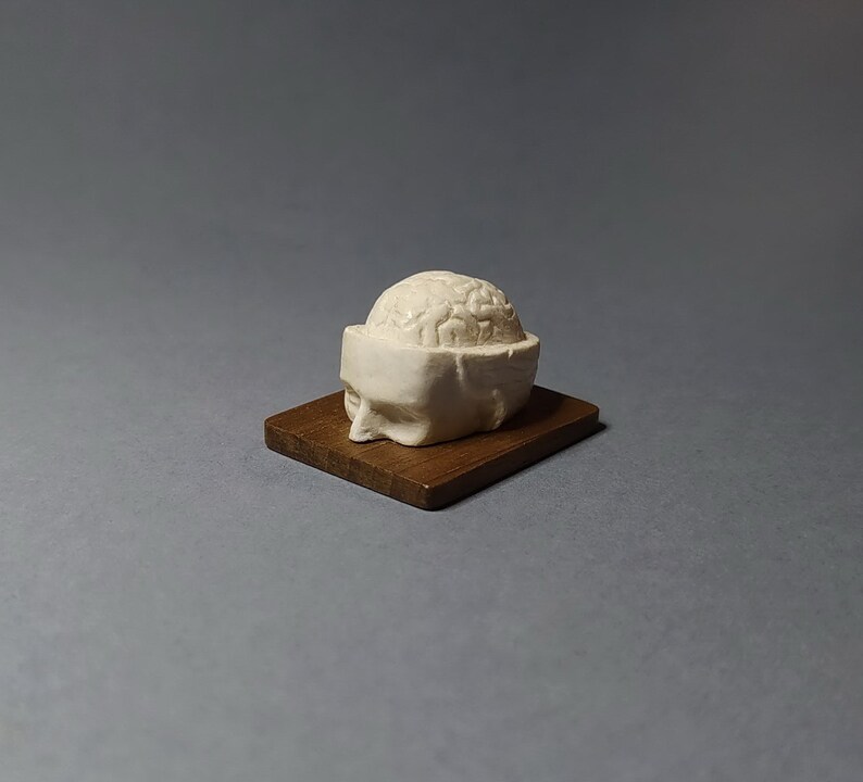 BRAIN ON PLATE . Antique Anatomical Plaster Model - Etsy