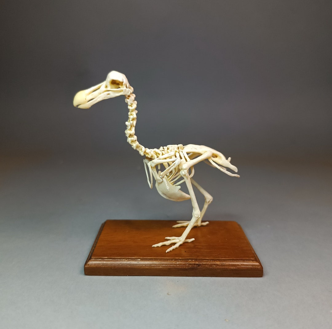 DODO Skeleton Miniature. Taxidermy Natural History Specimen. Hunting ...