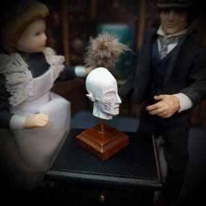 ANATOMICAL Half HEAD Miniature Medical Study Model With Facial Muscles ...
