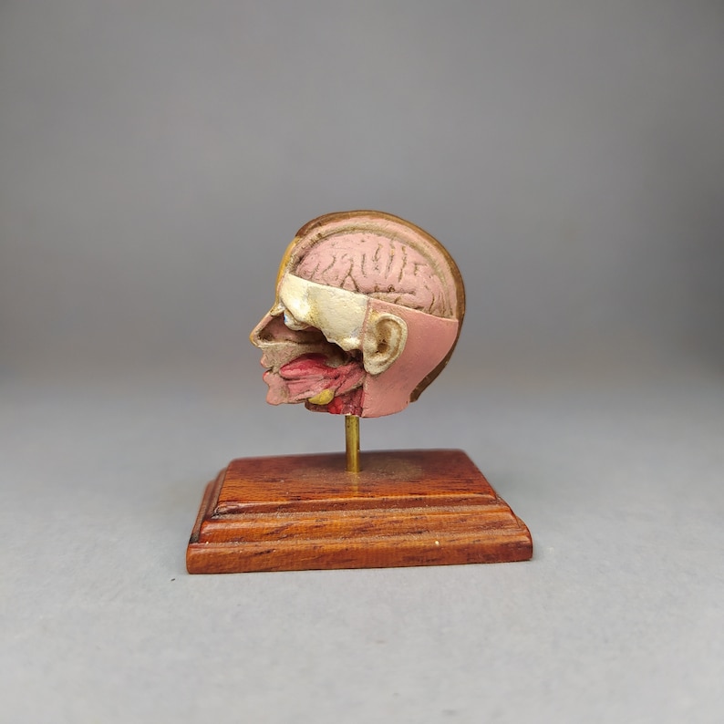 FEMALE HUMAN HEAD Facial Dissection. Antique Anatomical Model ...