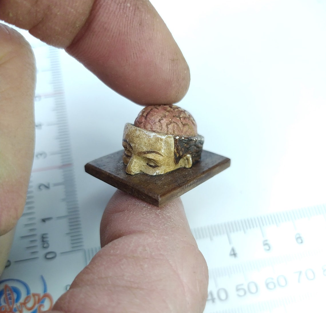 BRAIN ON PLATE . Antique Anatomical Plaster Model - Etsy