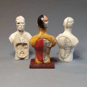 HUMAN ANATOMY MODEL. Medical Study Miniature for Dollhouses 1/12 Scale ...
