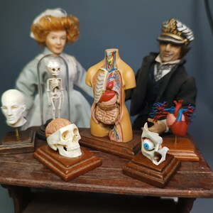 TORSO ANATOMY MODEL. Medical Study Miniature for Dollhouses 1/12 Scale ...